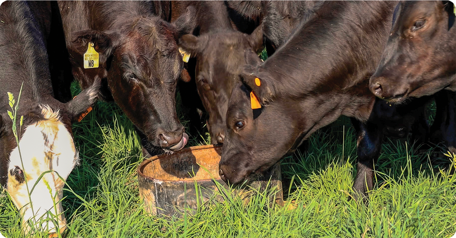 Improving Livestock Production With Cattle Mineral | IFA's Blog